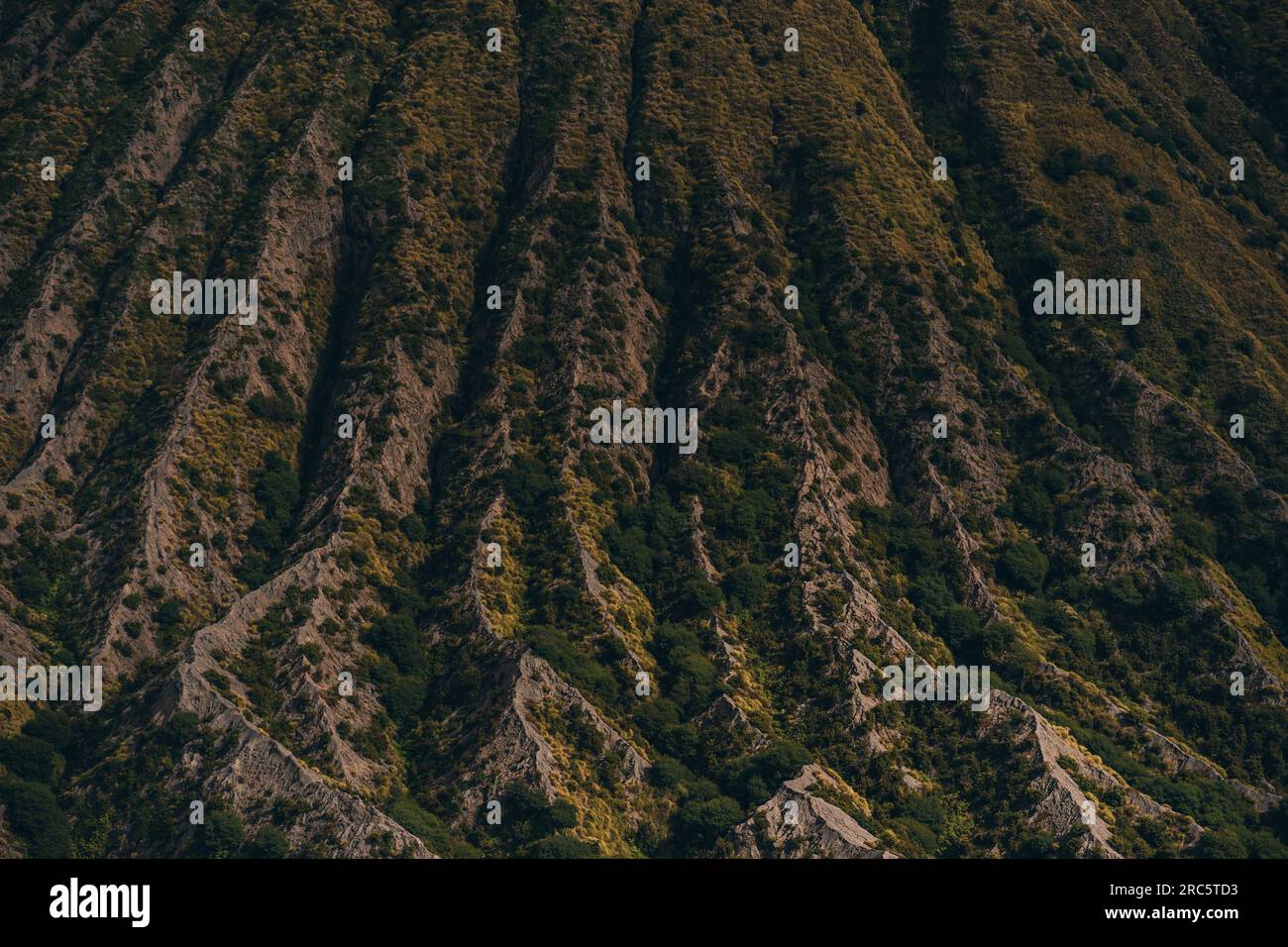 Close up view of Bromo Mount texture with savanna vegetation. Rocky ...