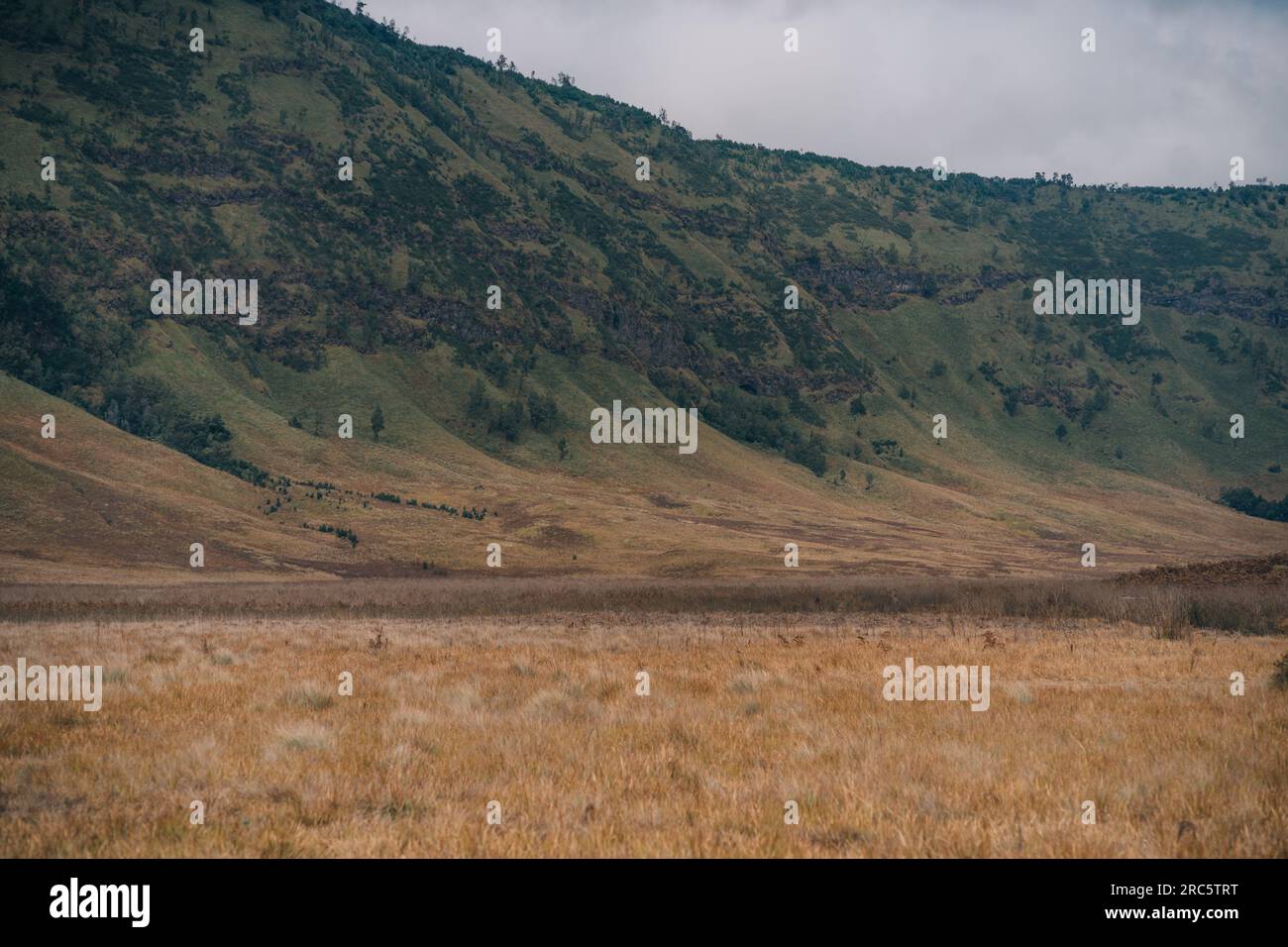 Close up shot of Bromo savanna and hills. Bromo mount vegetation ...