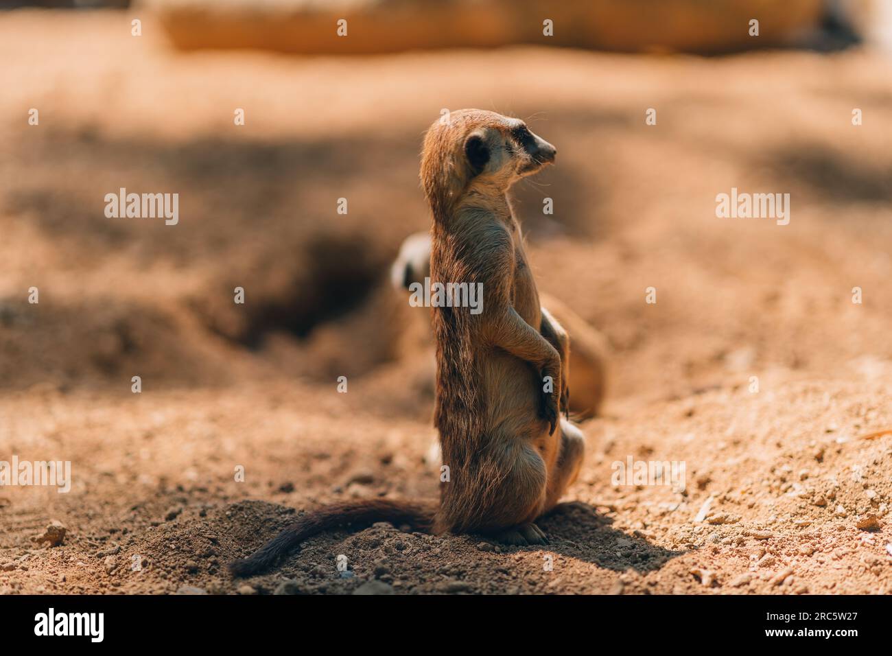 Close up shot of standing meerkat on sand. Cute suricate looking around ...