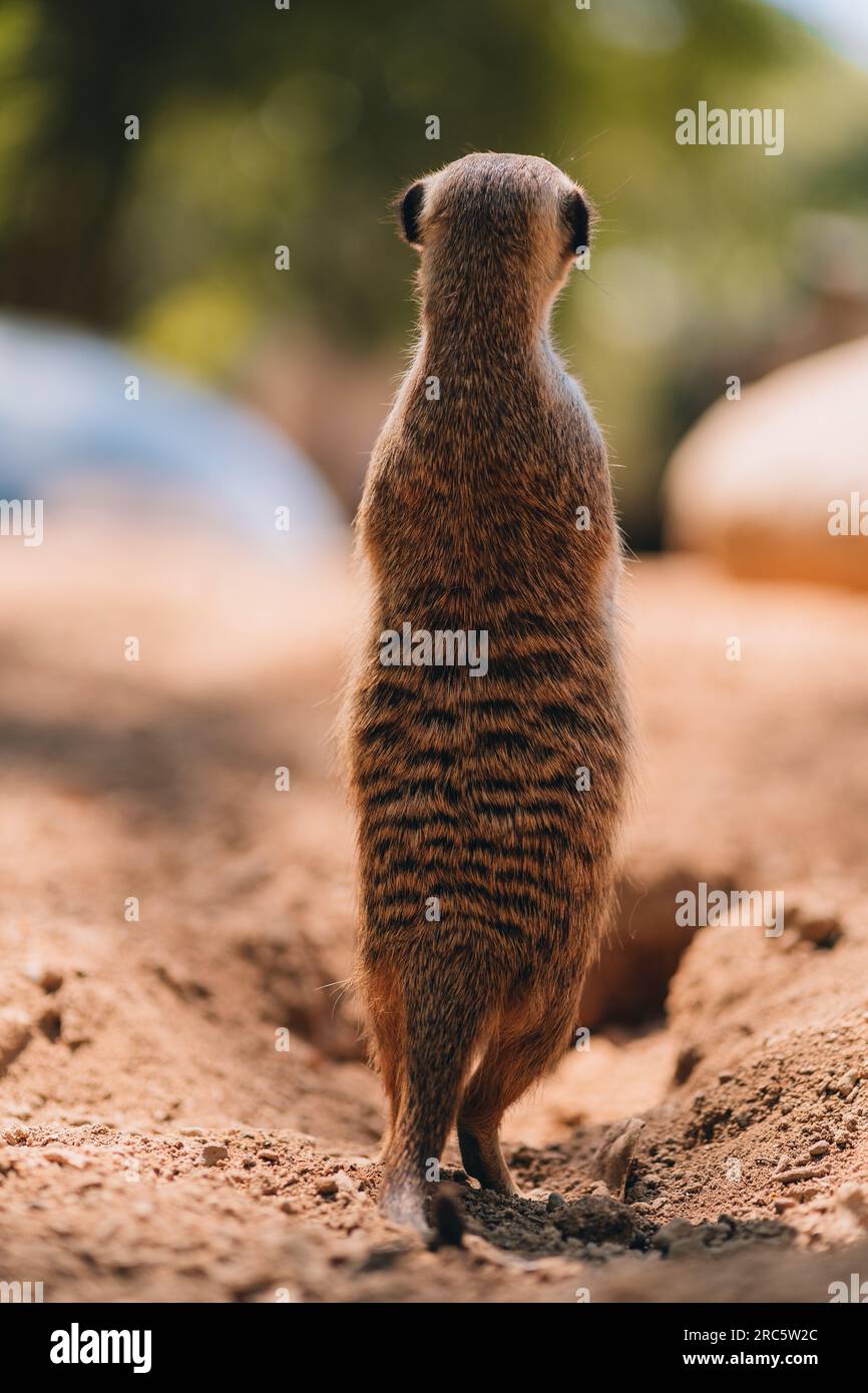 Close up shot of standing meerkat on sand. Cute suricate looking around ...