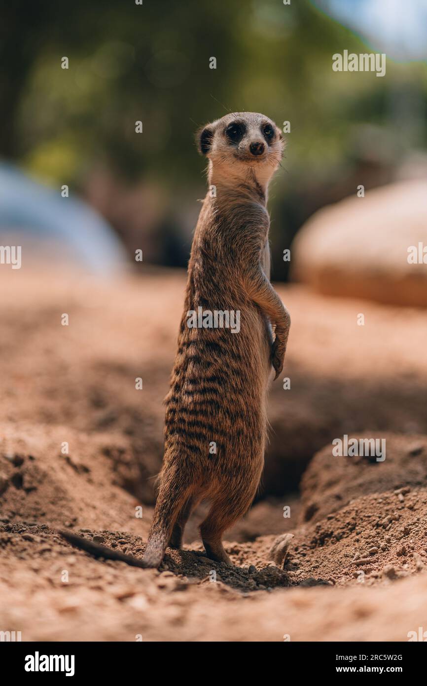 Close up shot of standing meerkat on sand. Cute suricate looking around ...