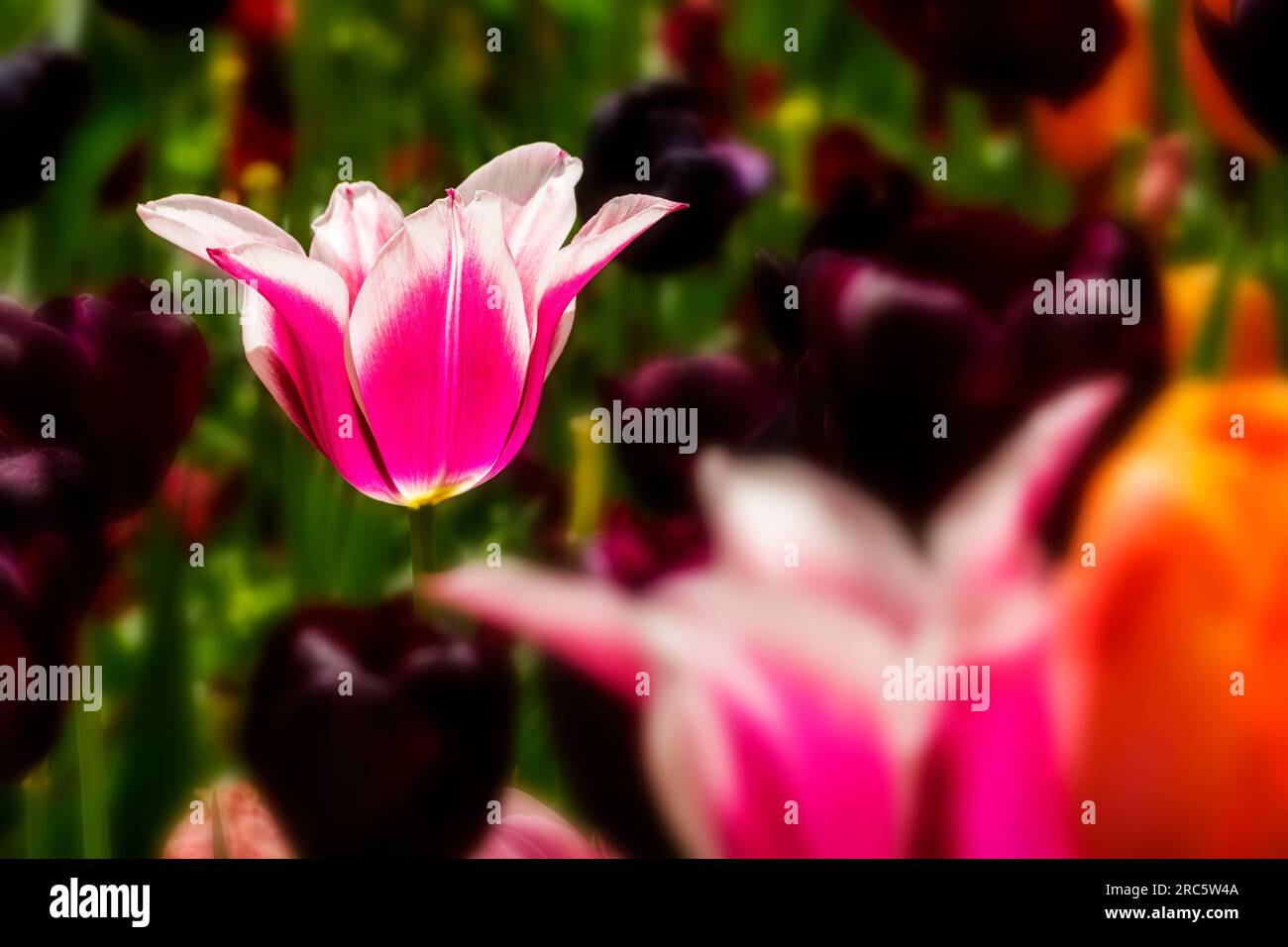 Vivid tulip macro photos from Tehran, with stunning details and colors ...