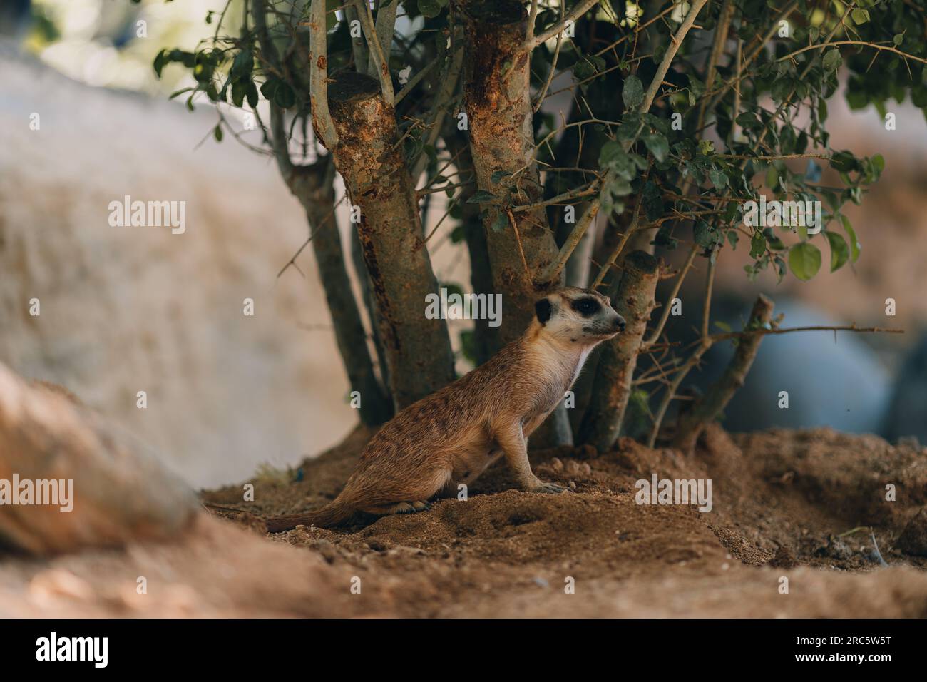 Close up shot of funny lying suricate on sand. Lazy meerkat relaxing ...