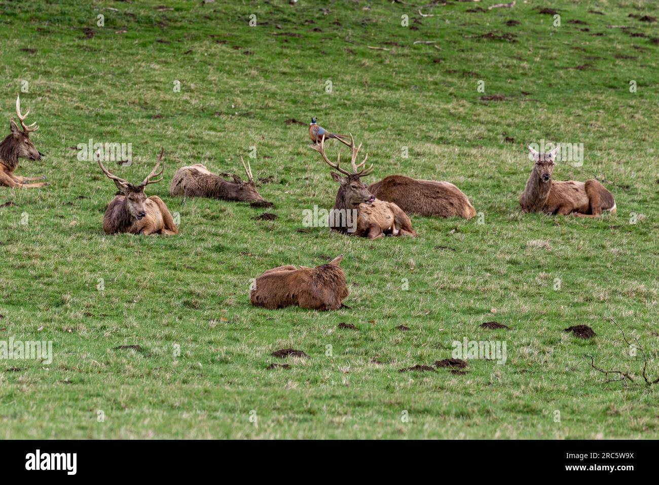 Amazing view footage taken of the animals and wildlife Stock Photo - Alamy