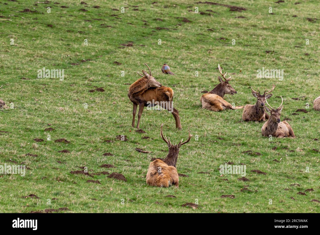 Amazing view footage taken of the animals and wildlife Stock Photo - Alamy