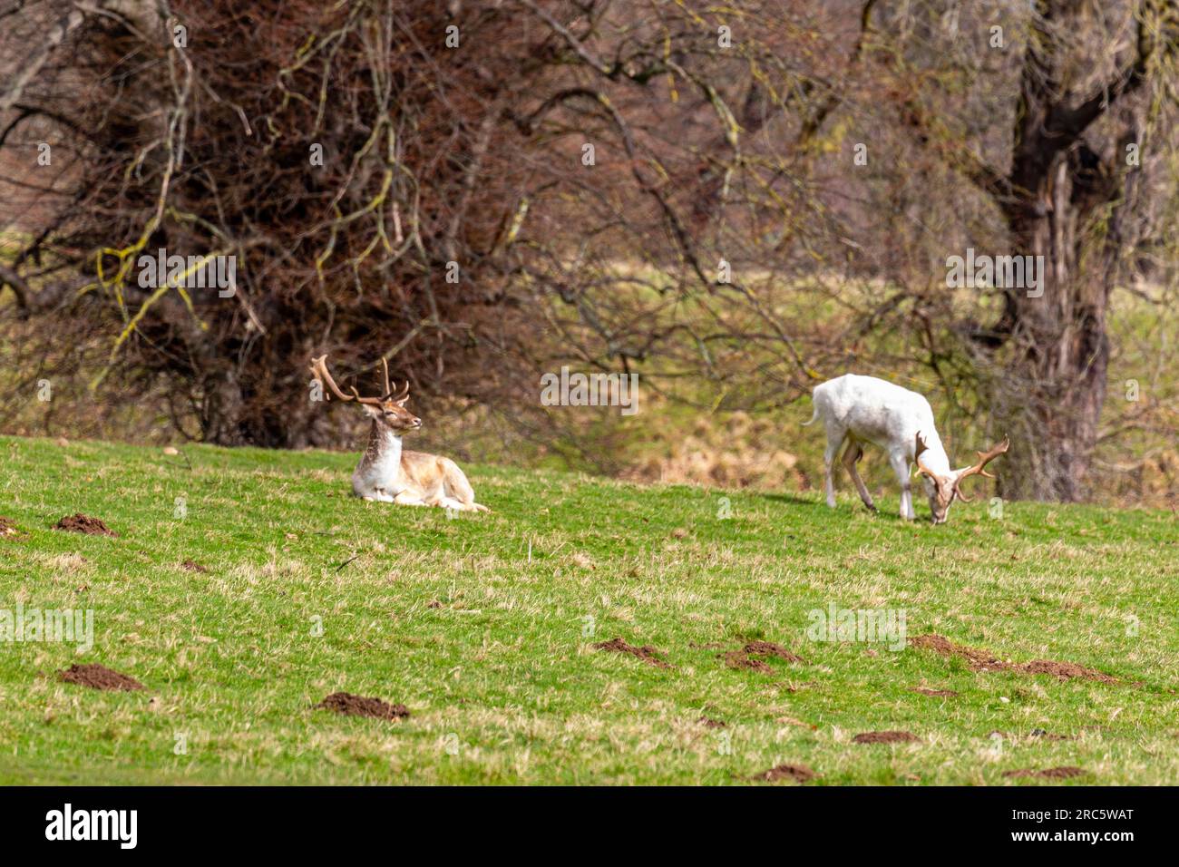 Amazing view footage taken of the animals and wildlife Stock Photo - Alamy