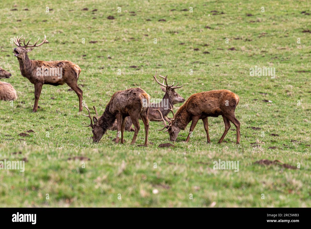 Amazing view footage taken of the animals and wildlife Stock Photo - Alamy