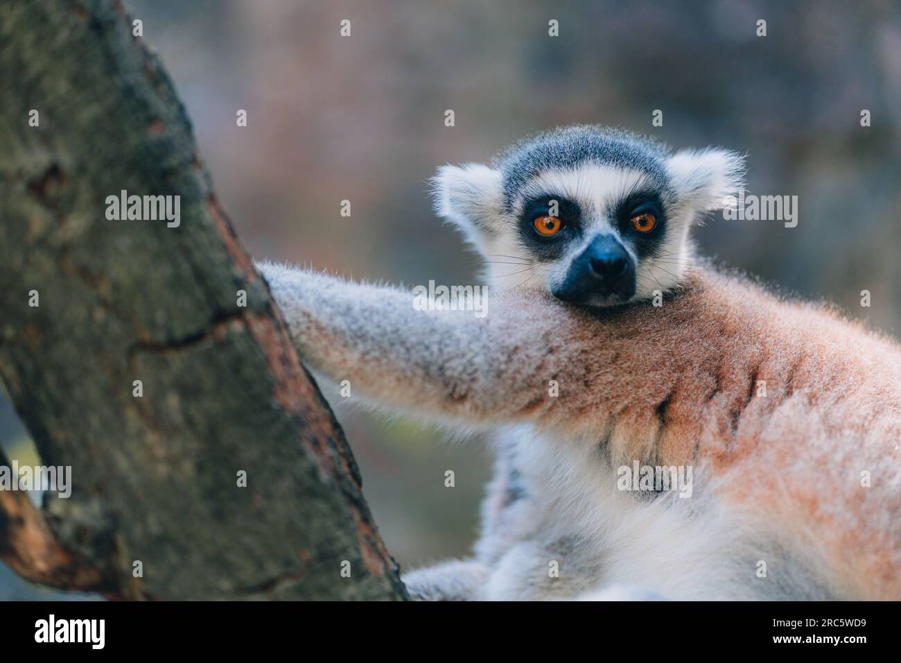 Close up photo of ring tailed lemur. Cute animal with protruding muzzle ...