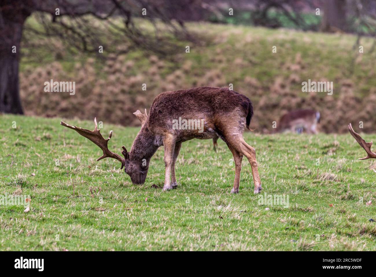 Amazing view footage taken of the birds and animals Stock Photo - Alamy