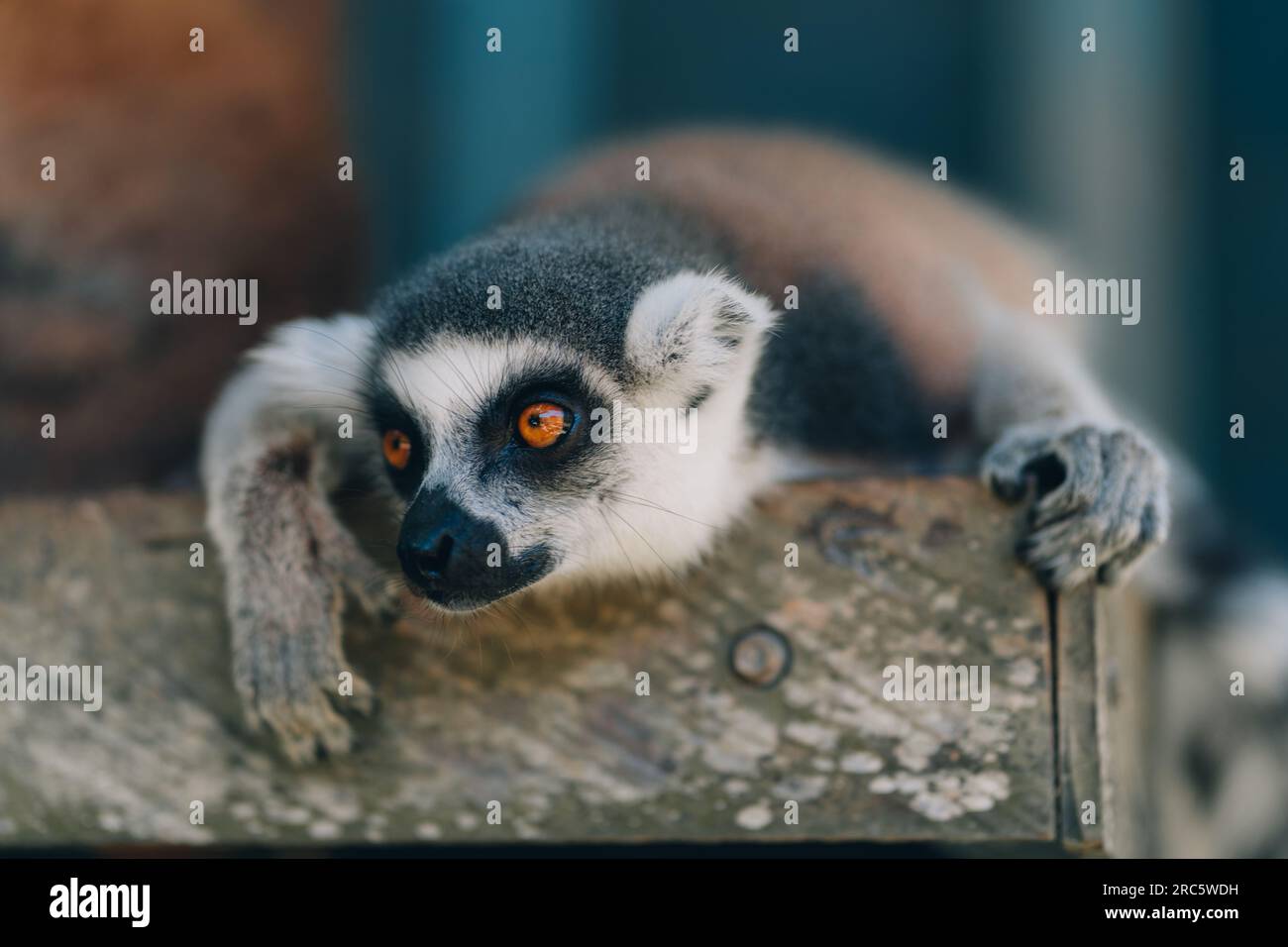 Close up photo of ring tailed lemur. Cute animal with protruding muzzle ...