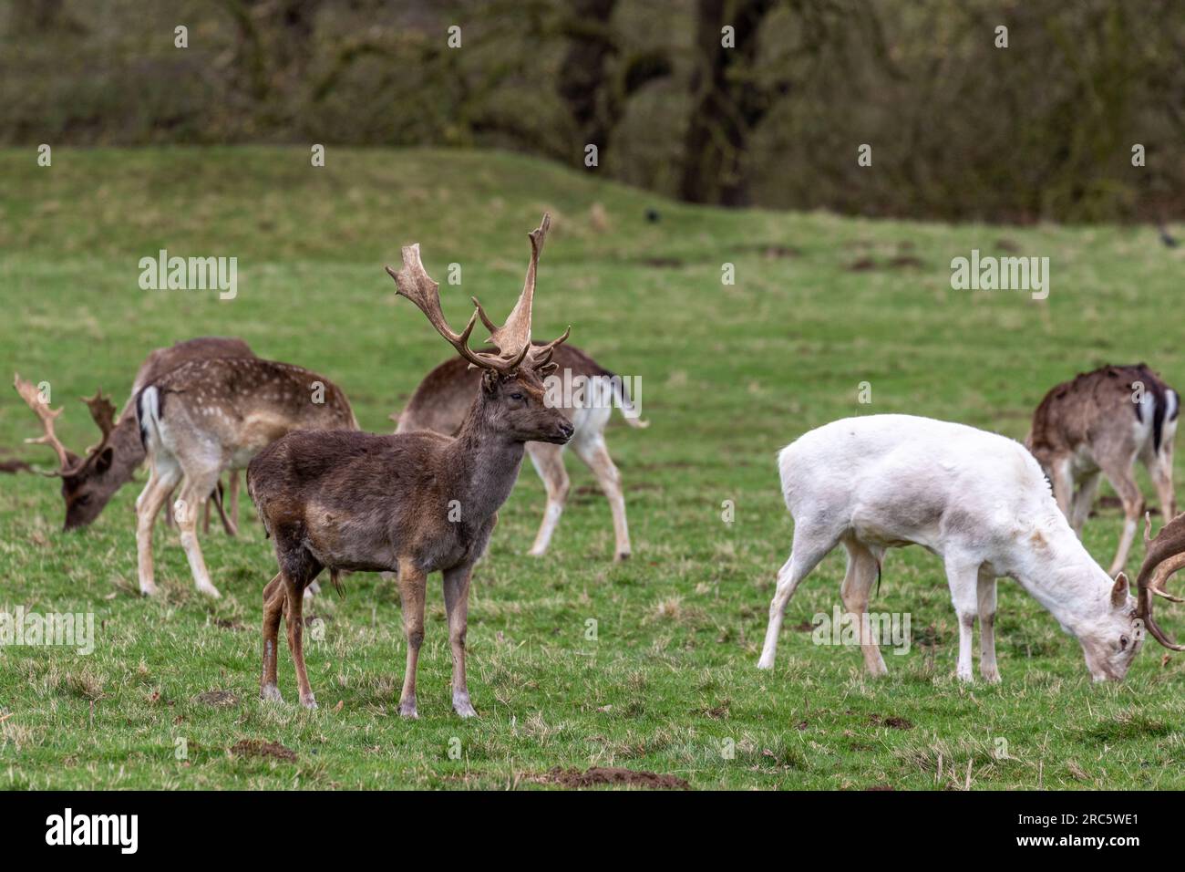 Amazing view footage taken of the birds and animals Stock Photo - Alamy