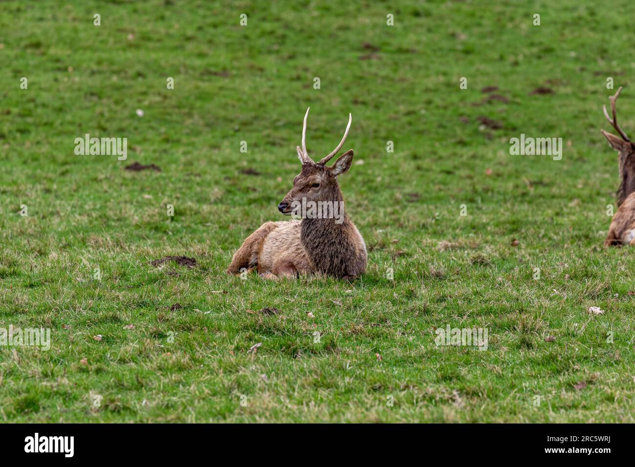Amazing view footage taken of the birds and animals Stock Photo - Alamy