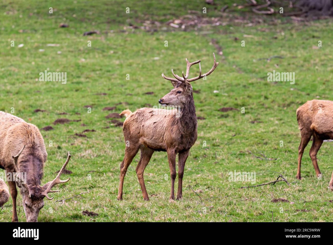 Amazing view footage of the animals and nature Stock Photo - Alamy