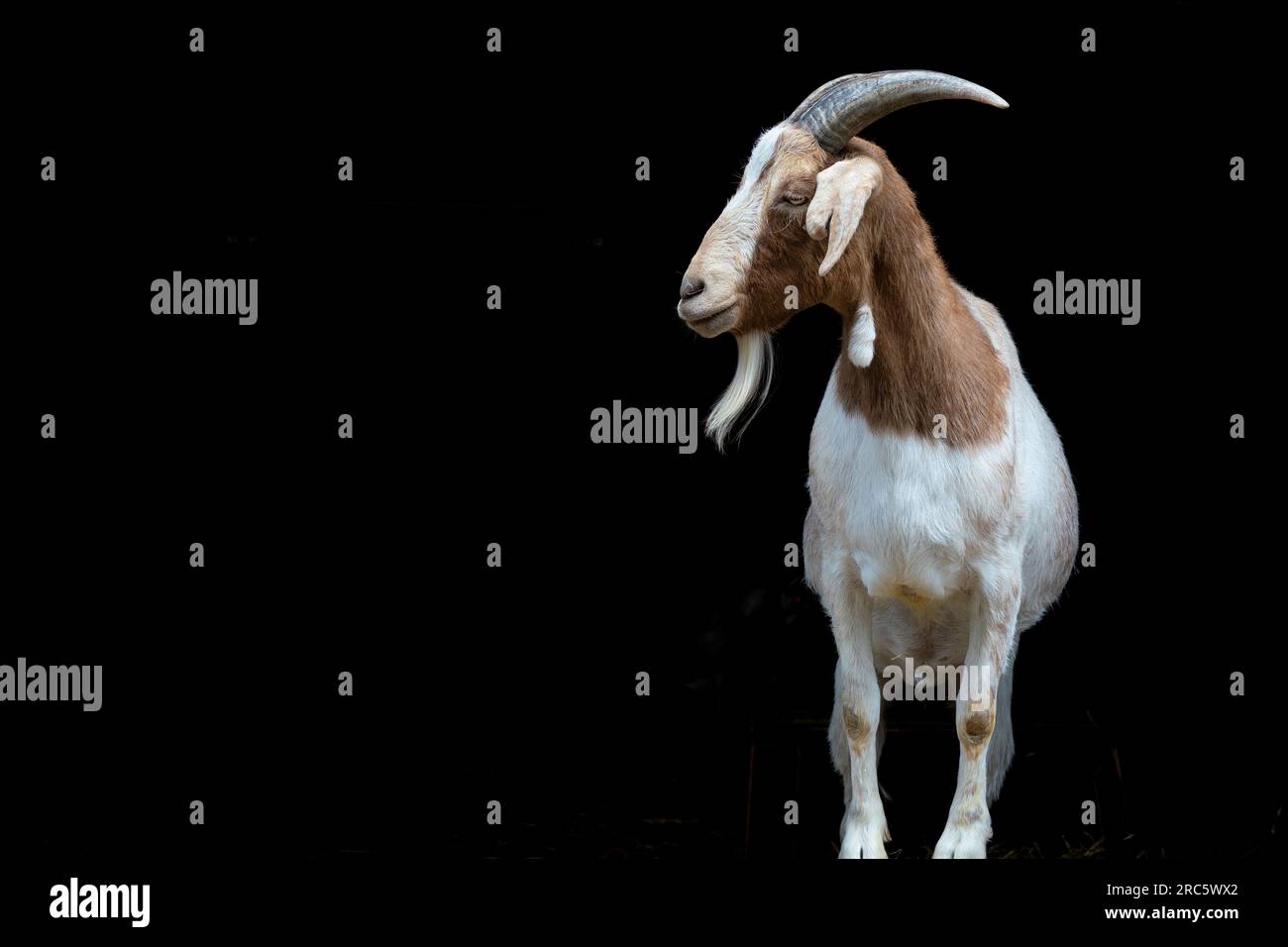 portrait of the goat with big horns on black background Stock Photo - Alamy