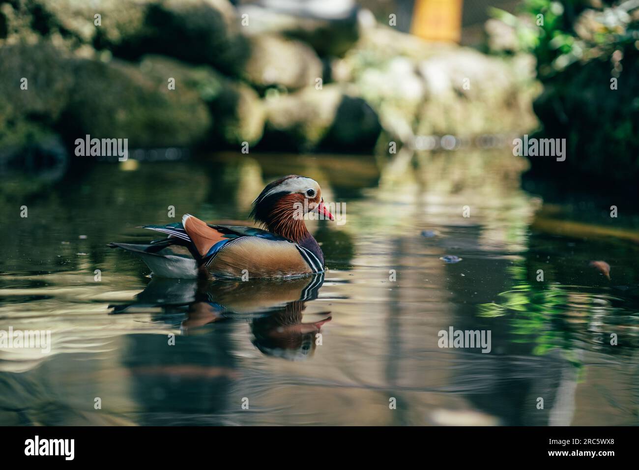 Close up shot of mandarin duck swimming in the lake. The most colorful ...
