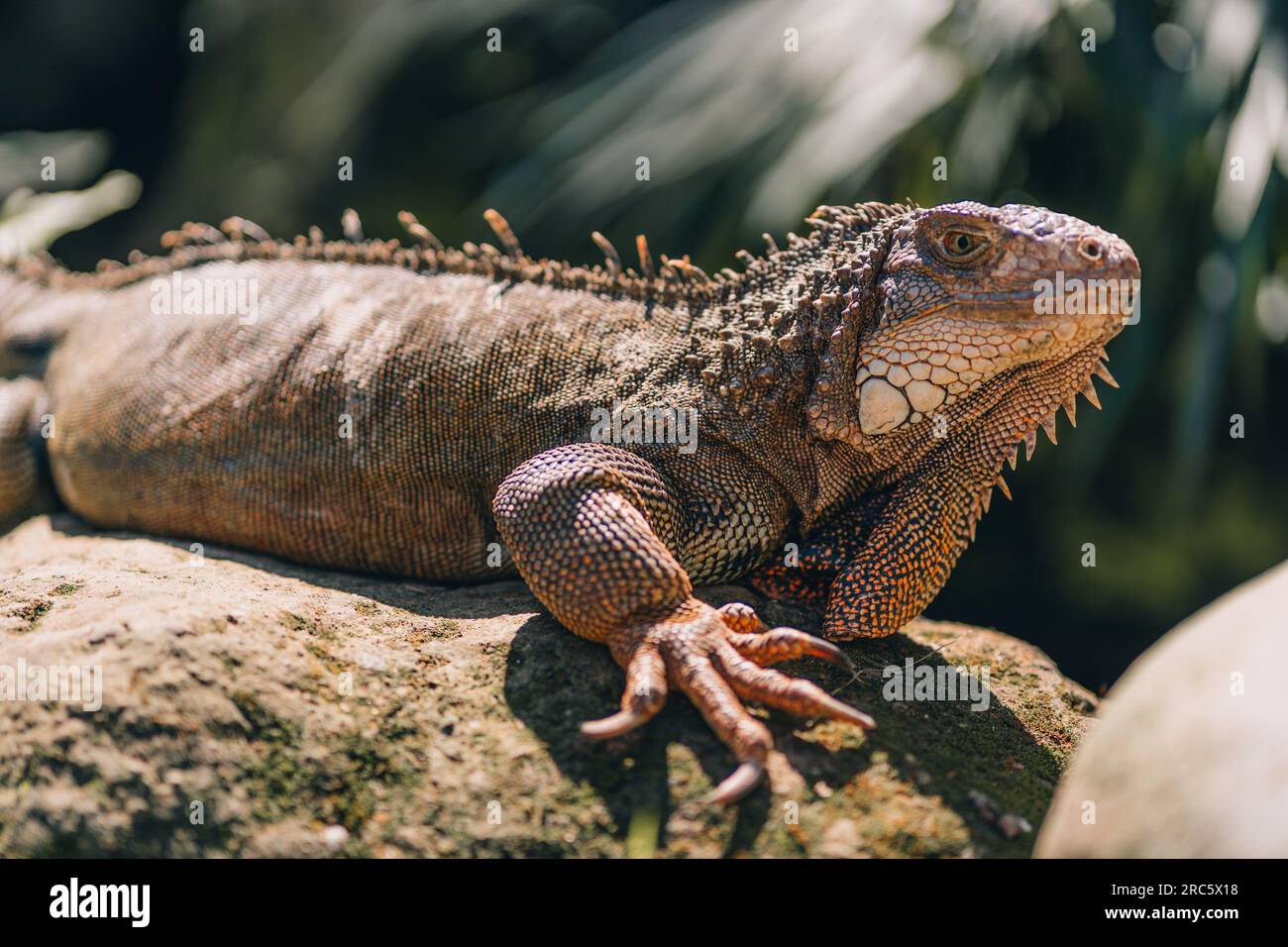 Close up shot of iguana with green nature background. Large tropical ...