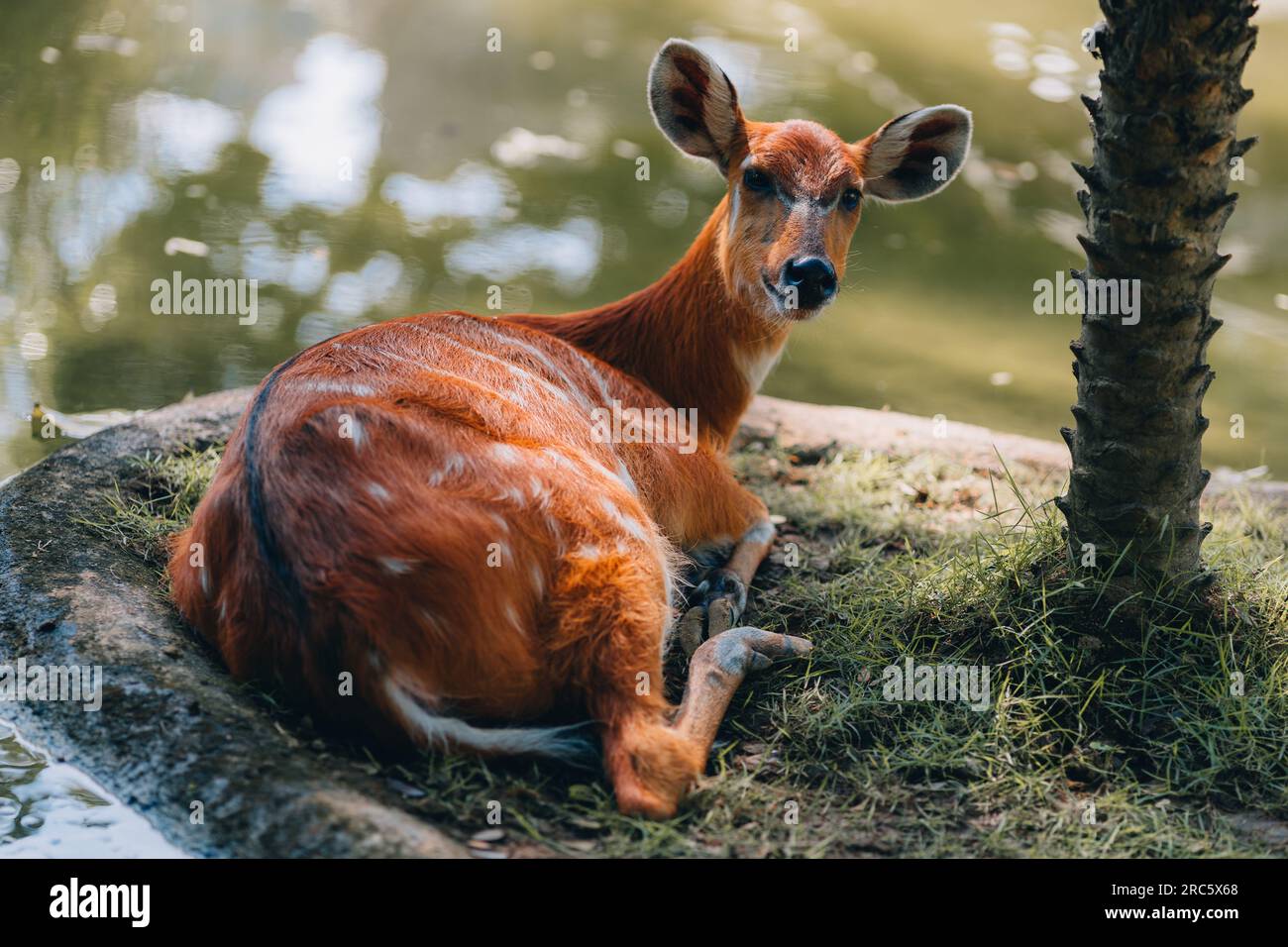 Close up shot of cute orange deer lying down on grass. Deer fawn ...