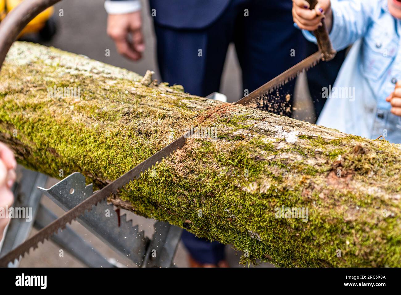 Young bridal couple groom bride sawing a tree trunk together german ...