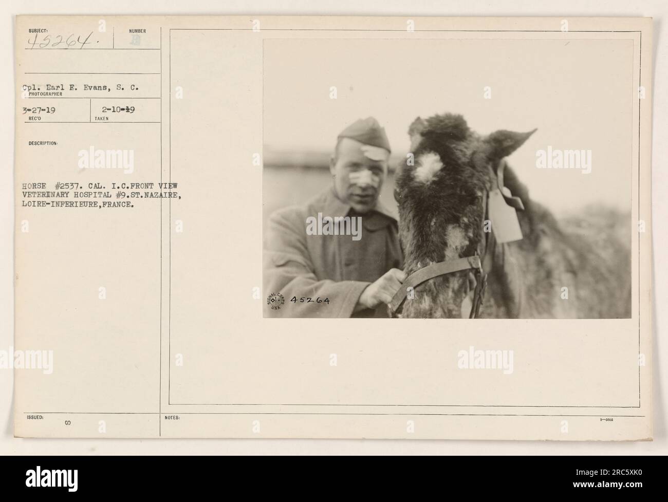 Horse number 2537, a Calvary I.C., is pictured from the front at the ...