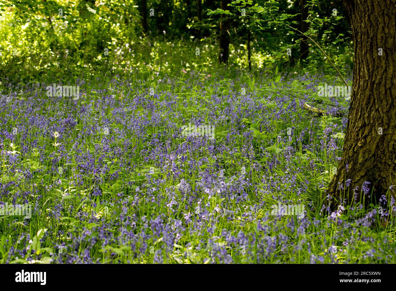 Beautiful view footage of the nature and flowers taken in Isabella Park ...