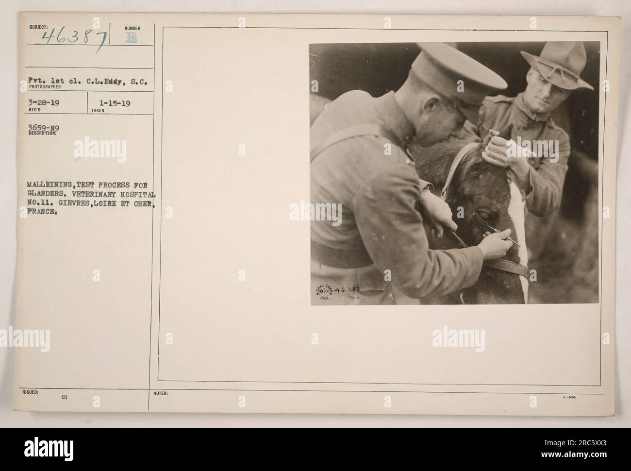 Soldiers conducting a malleining test process for glanders at ...
