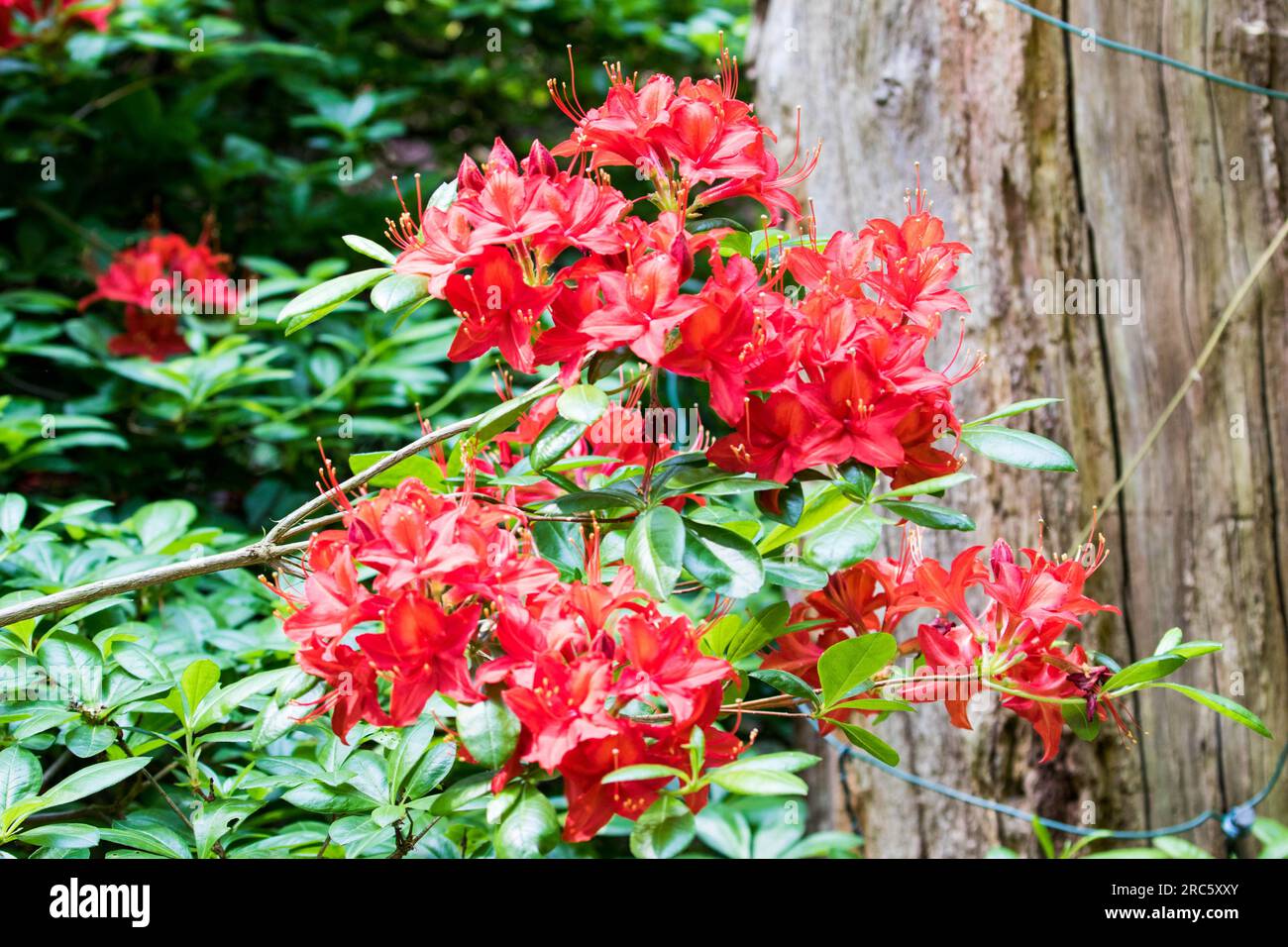 Amazing view footage of the flowers taken in Isabella Park Stock Photo ...