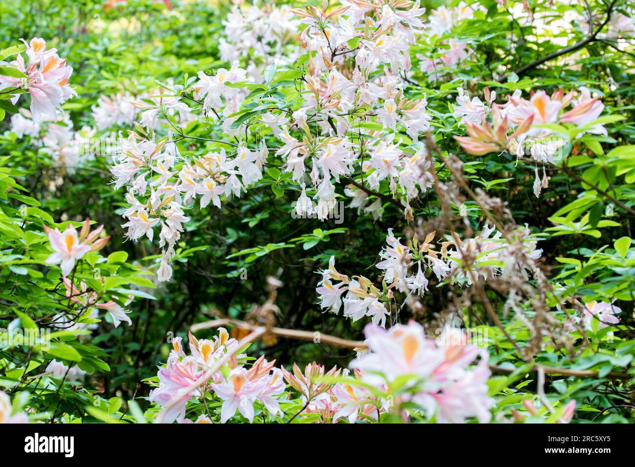 Beautiful view footage of the nature and flowers taken in Isabella Park ...