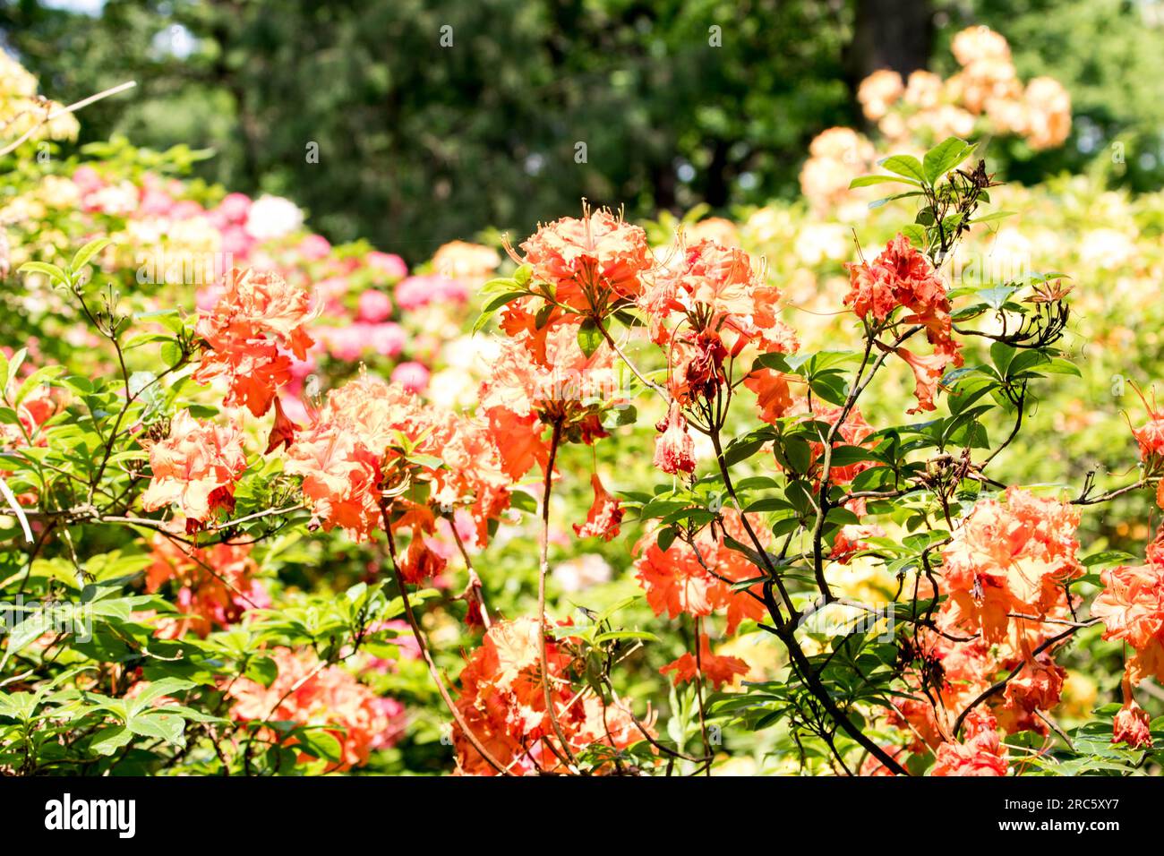 Beautiful view footage of the nature and flowers taken in Isabella Park ...