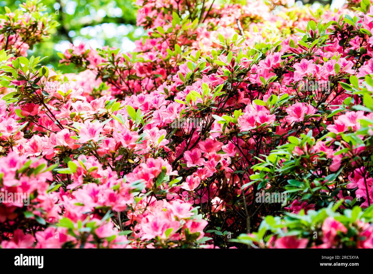 Amazing view footage of the flowers taken in Isabella Park Stock Photo ...