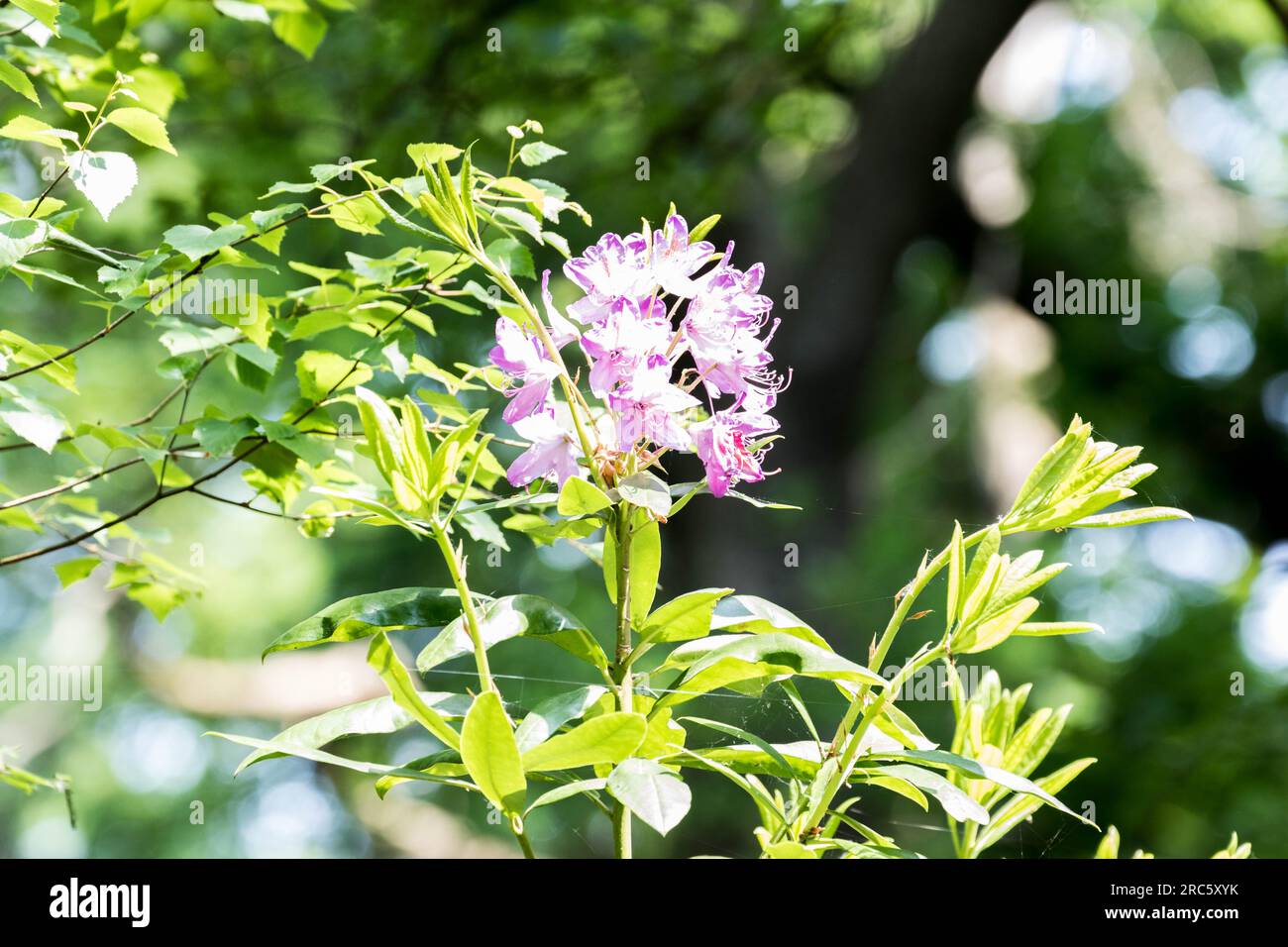 Amazing view footage of the flowers taken in Isabella Park Stock Photo ...