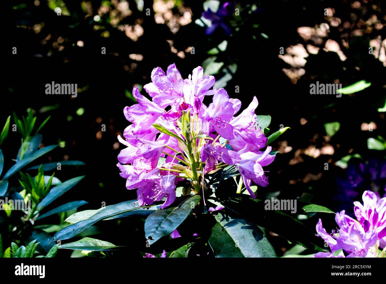 Amazing view footage of the flowers taken in Isabella Park Stock Photo ...
