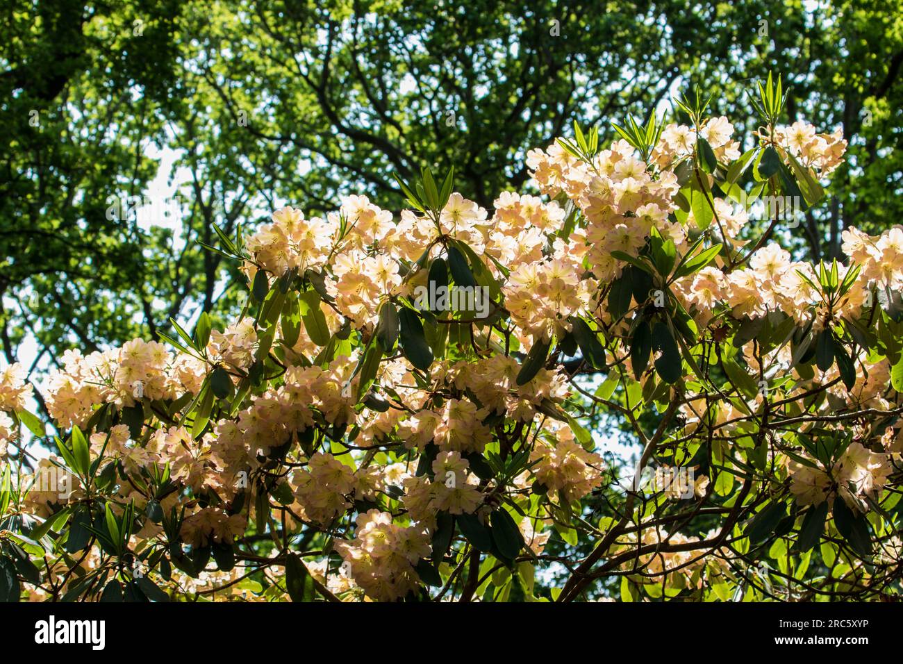 Amazing view footage of the flowers taken in Isabella Park Stock Photo ...