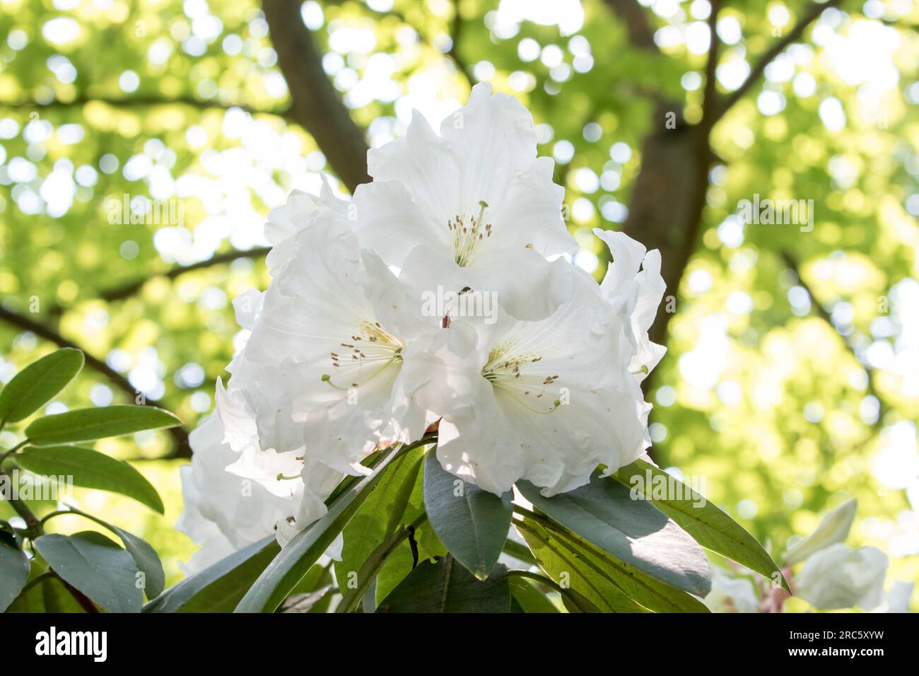 Beautiful view footage of the nature and flowers taken in Isabella Park ...