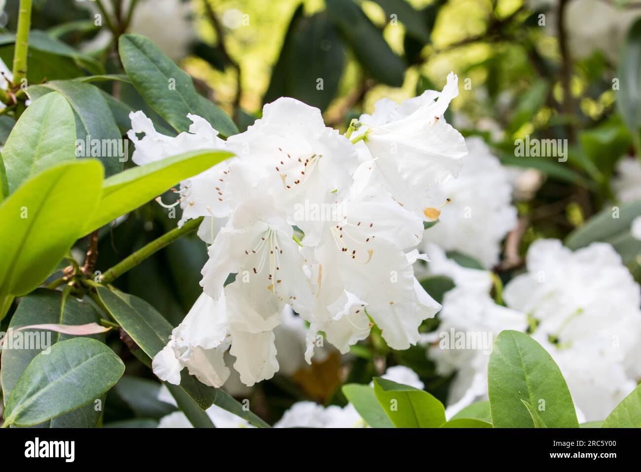 Beautiful view footage of the nature and flowers taken in Isabella Park ...