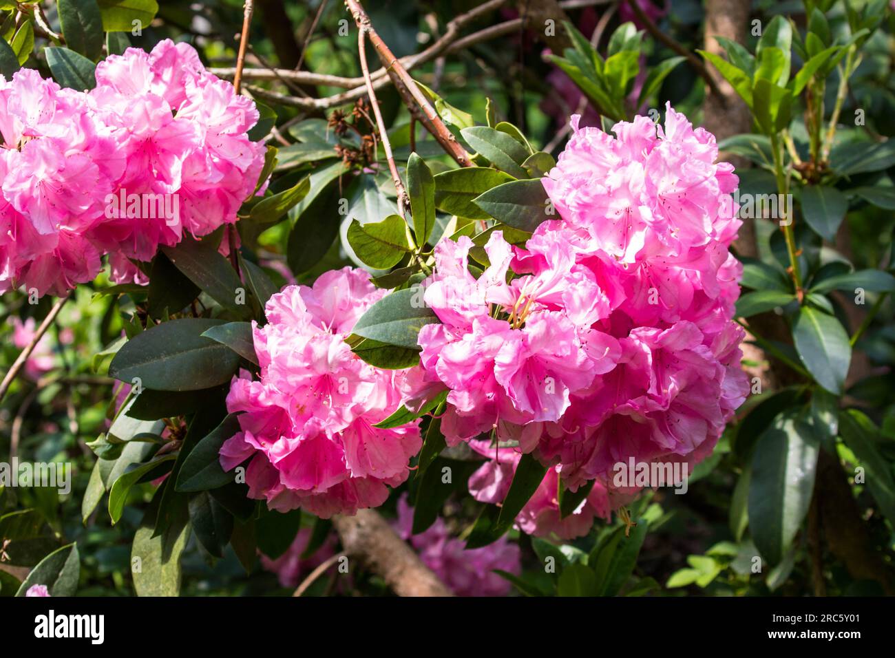 Amazing view footage of the flowers taken in Isabella Park Stock Photo ...