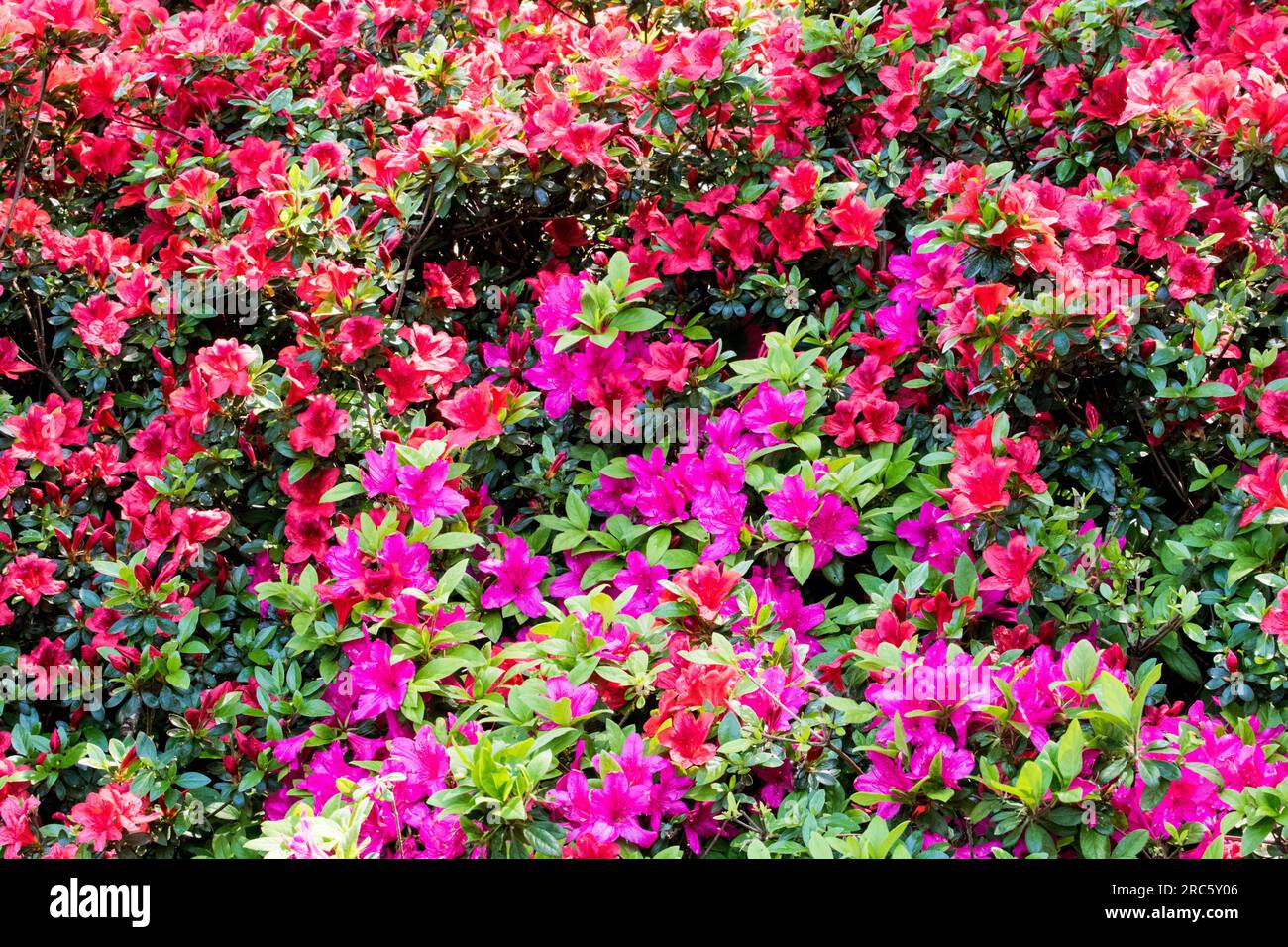 Amazing view footage of the flowers taken in Isabella Park Stock Photo ...