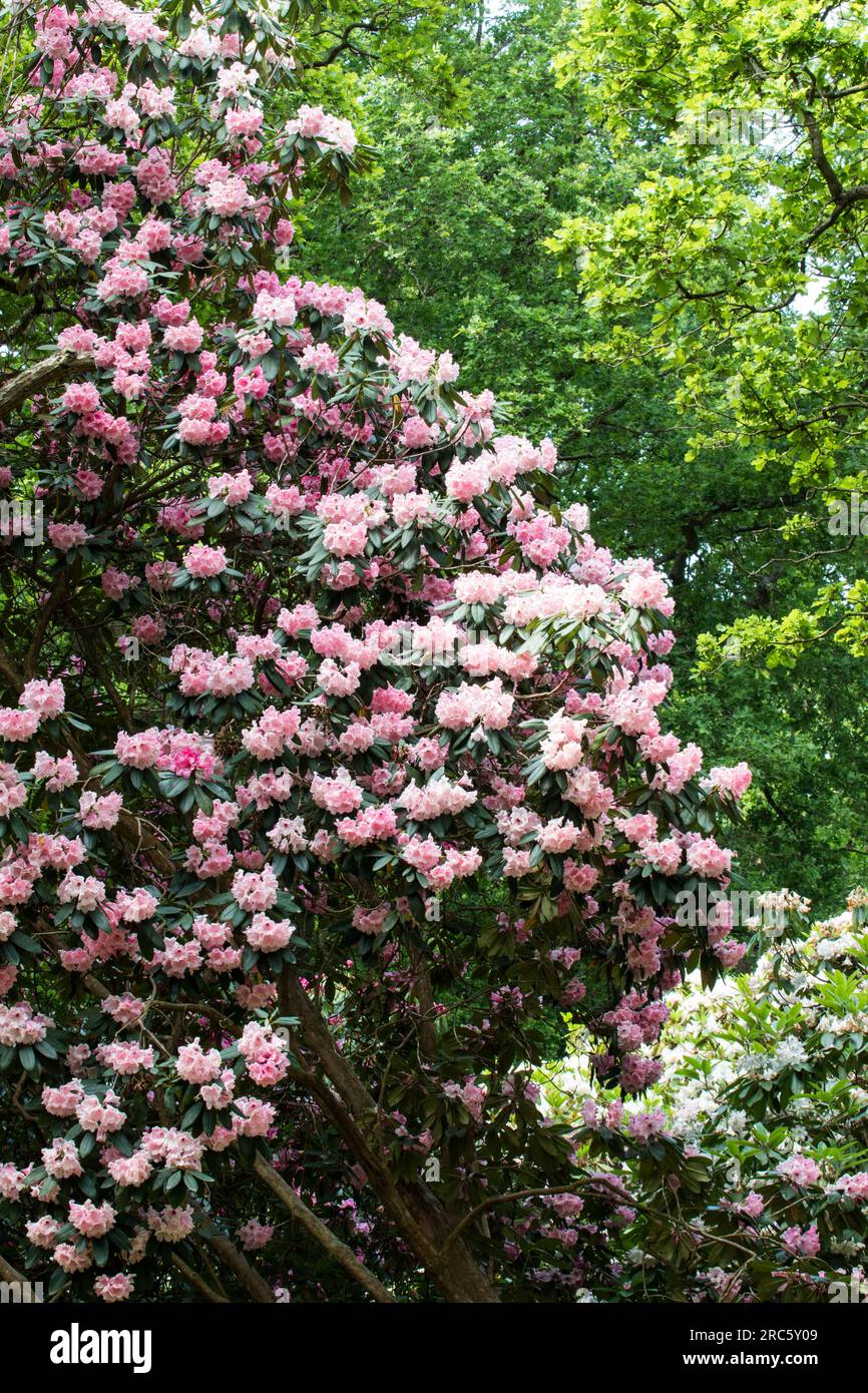 Amazing view footage of the flowers taken in Isabella Park Stock Photo ...