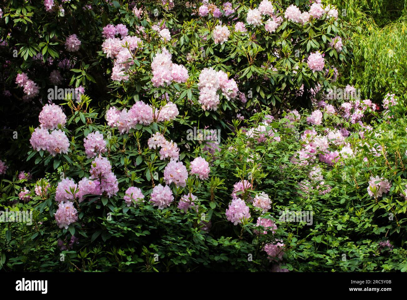 Amazing view footage of the flowers taken in Isabella Park Stock Photo ...