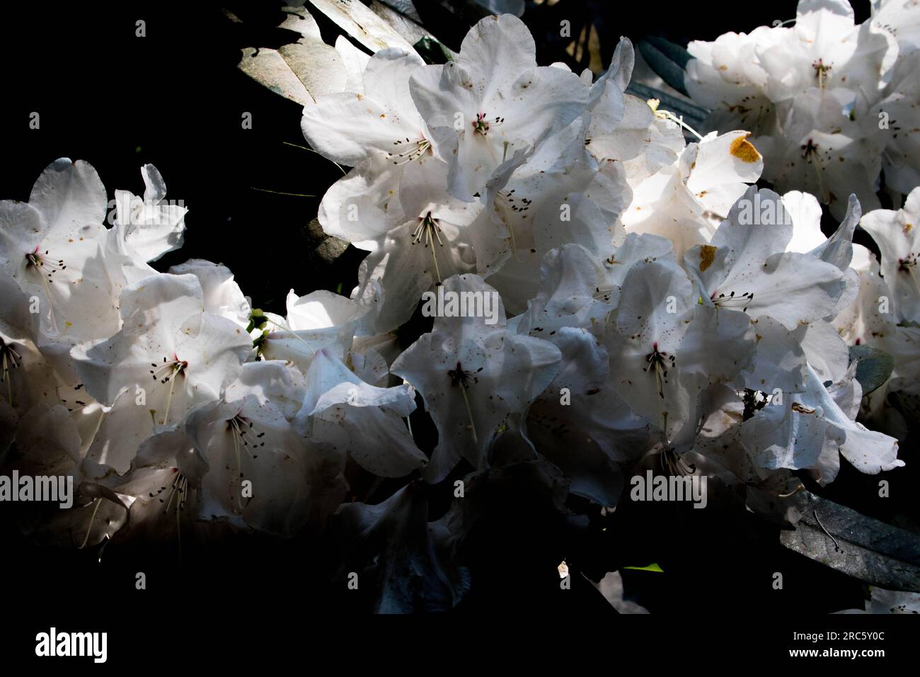 Amazing view footage of the flowers taken in Isabella Park Stock Photo ...