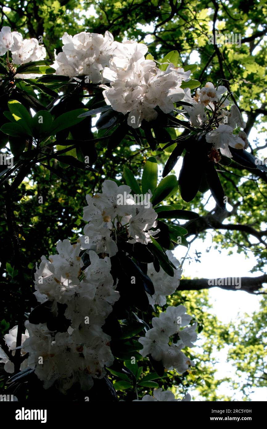 Amazing view footage of the flowers taken in Isabella Park Stock Photo ...
