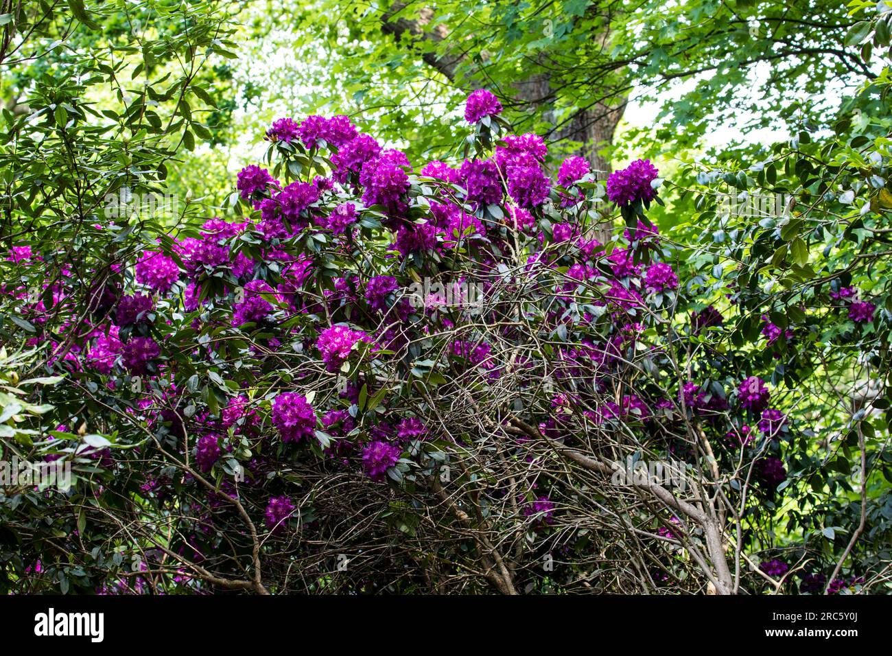 Amazing view footage of the flowers taken in Isabella Park Stock Photo ...