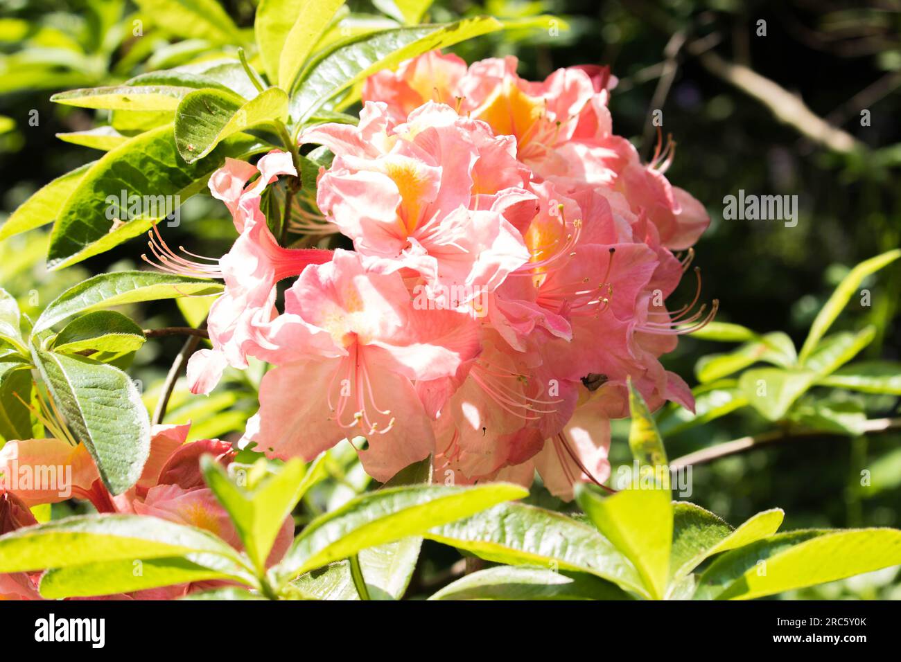 Amazing view footage of the flowers taken in Isabella Park Stock Photo ...