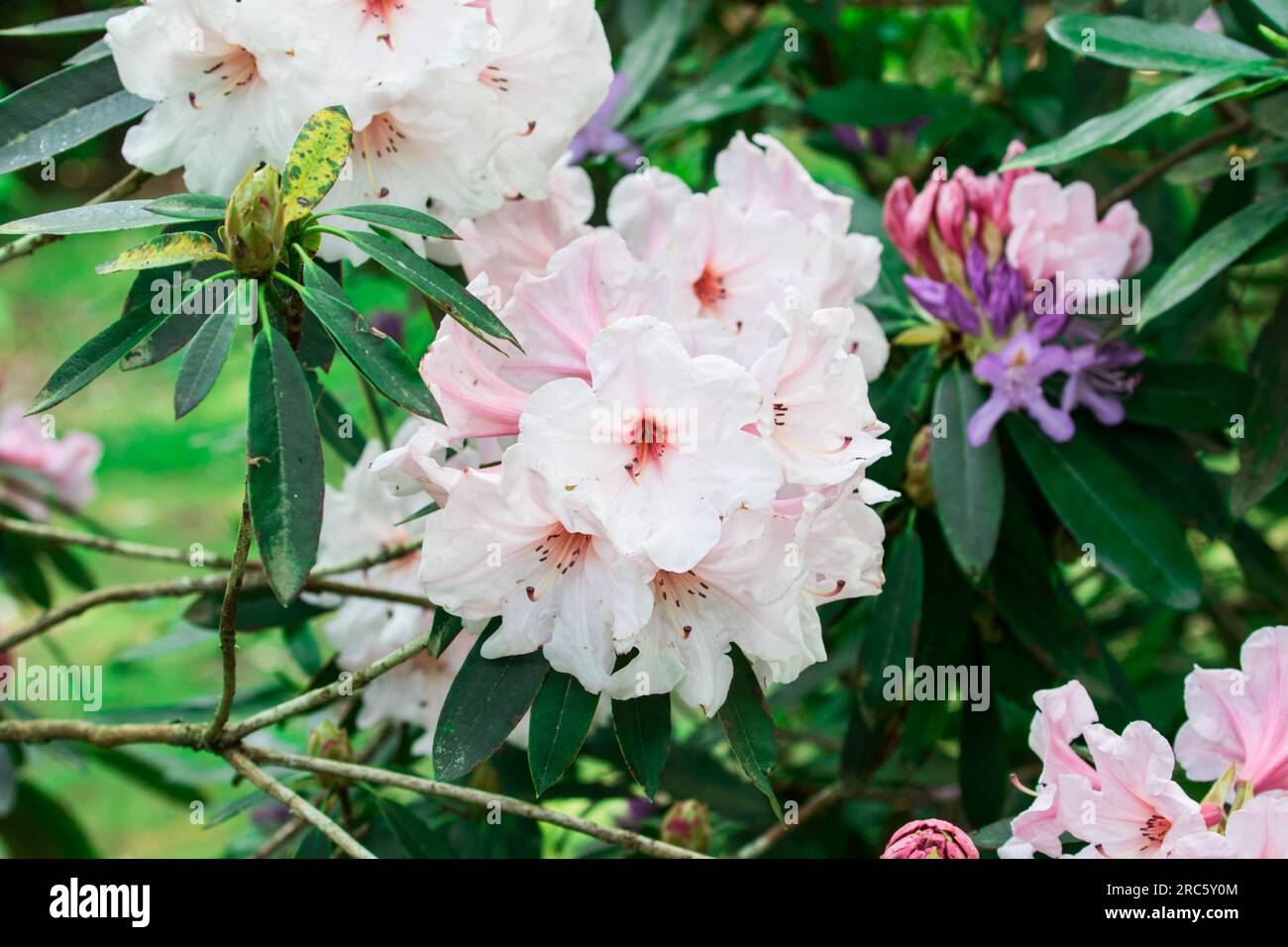 Amazing view footage of the flowers taken in Isabella Park Stock Photo ...