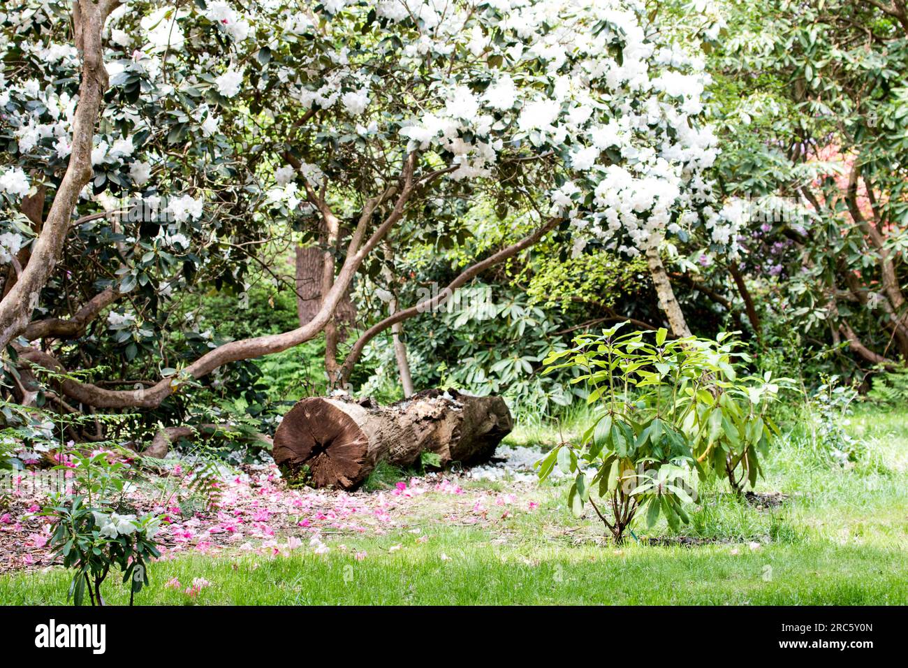 Amazing view footage of the flowers taken in Isabella Park Stock Photo ...