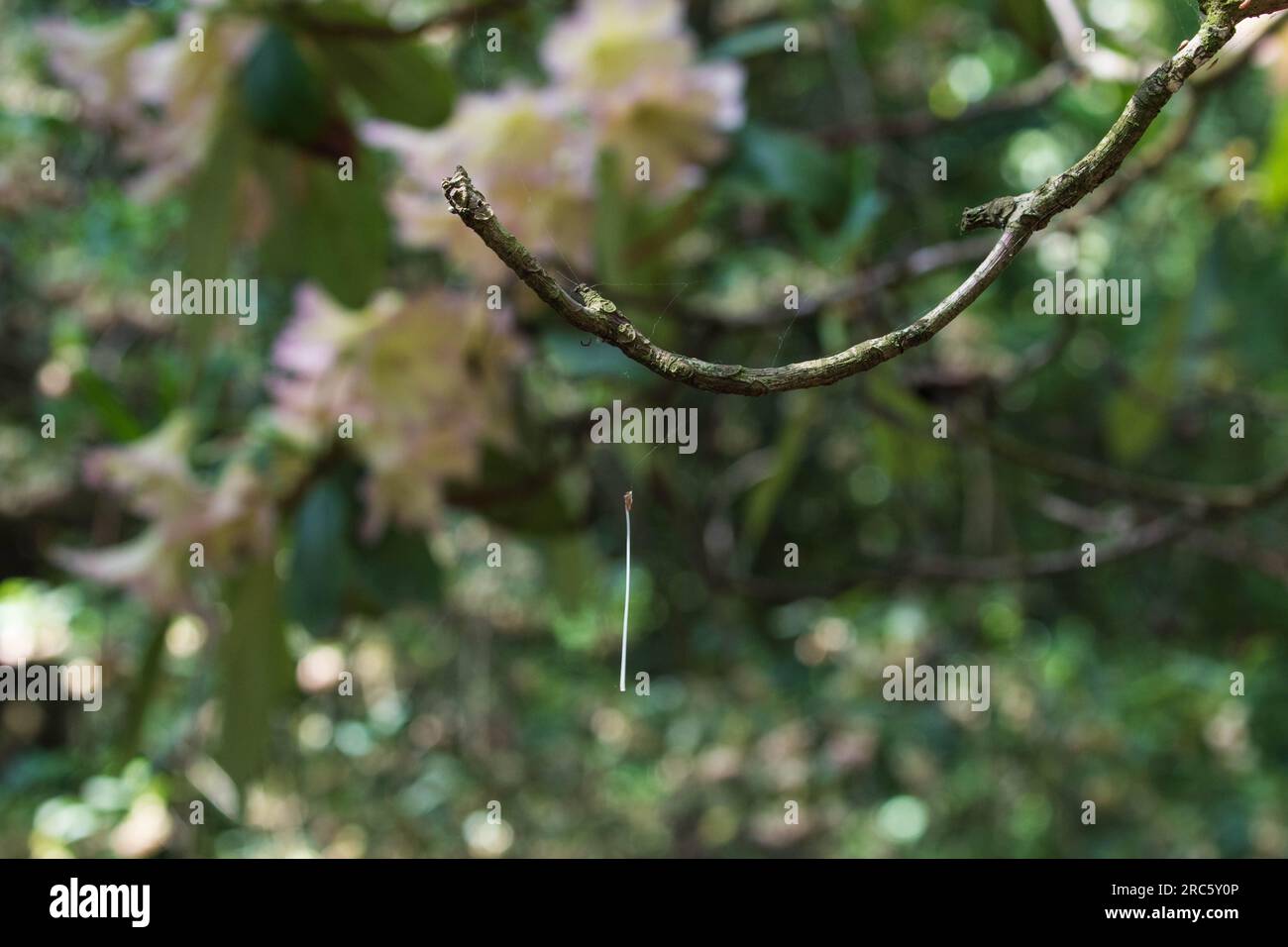 Amazing view footage of the flowers taken in Isabella Park Stock Photo ...