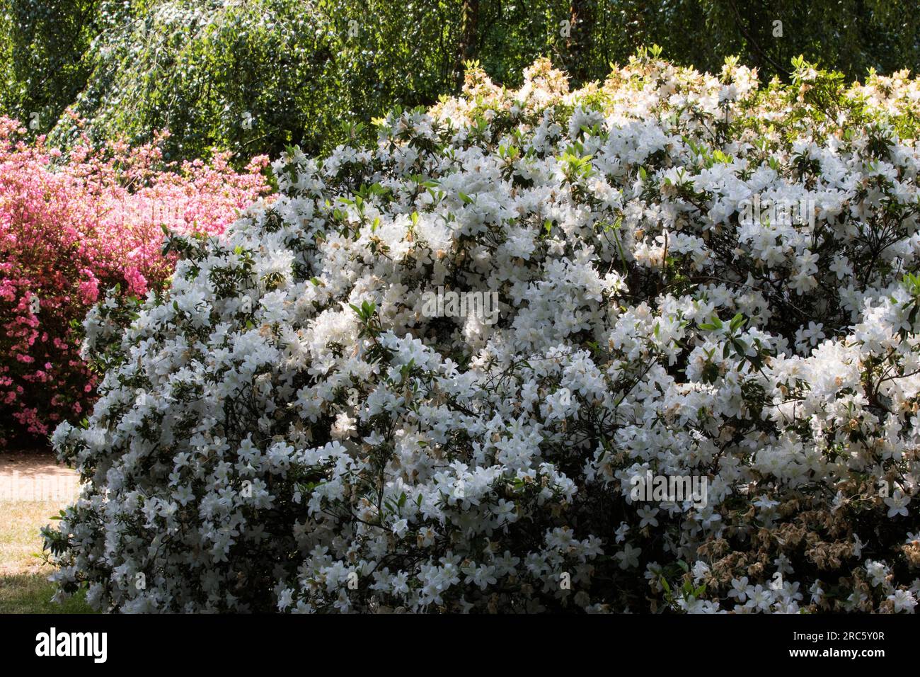 Amazing view footage of the flowers taken in Isabella Park Stock Photo ...