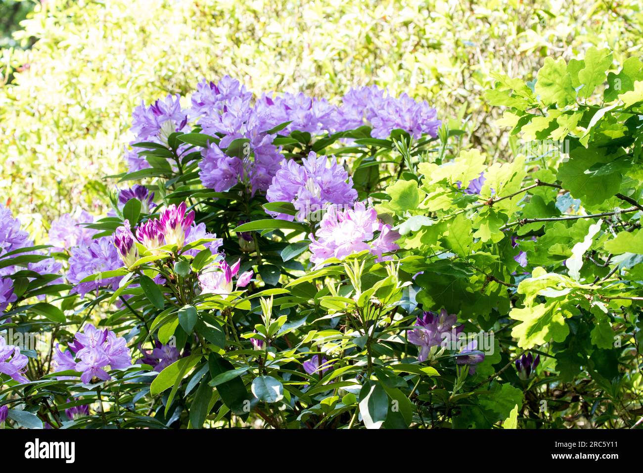 Amazing view footage of the flowers taken in Isabella Park Stock Photo ...