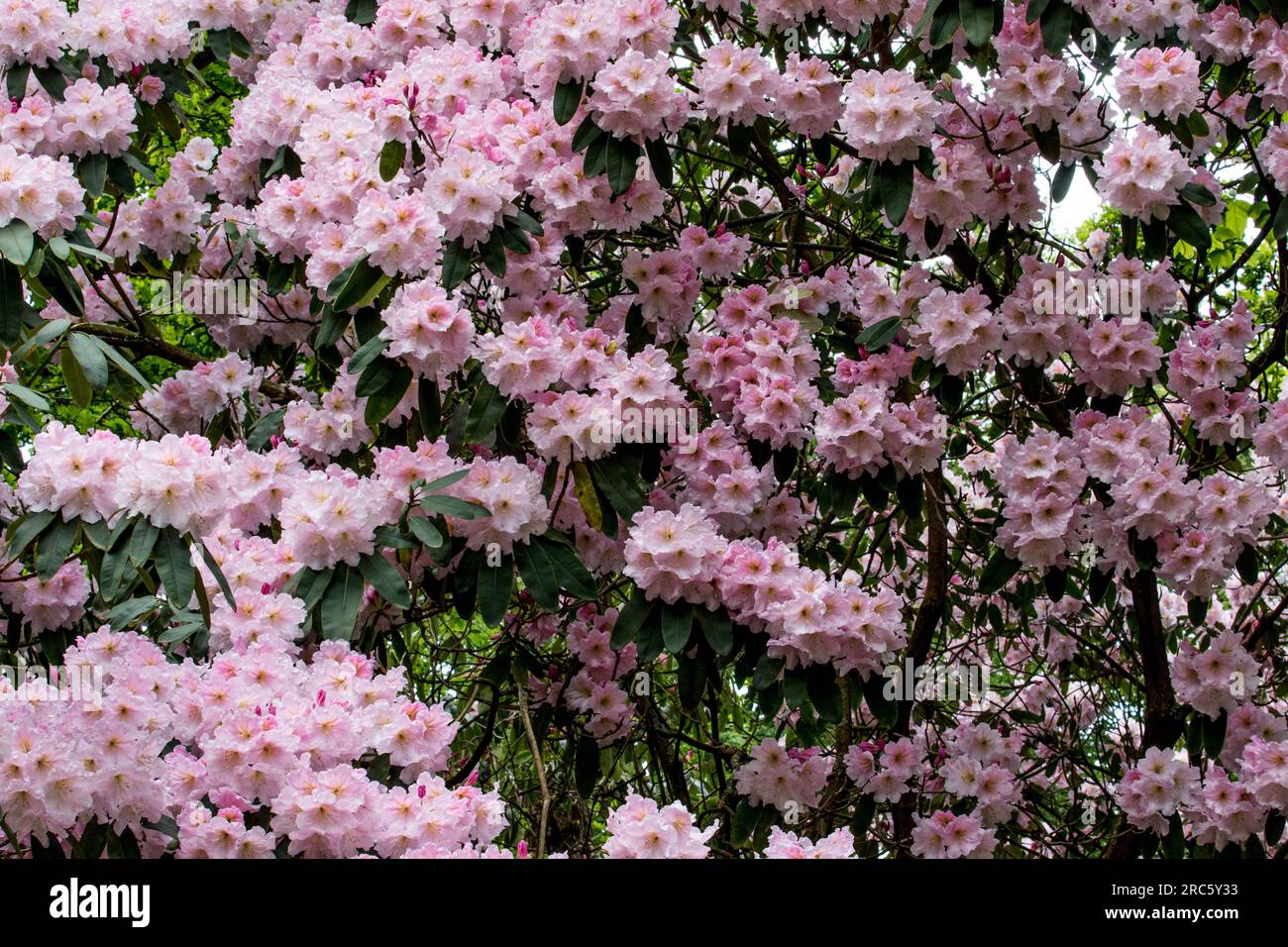 Amazing view footage of the flowers taken in Isabella Park Stock Photo ...