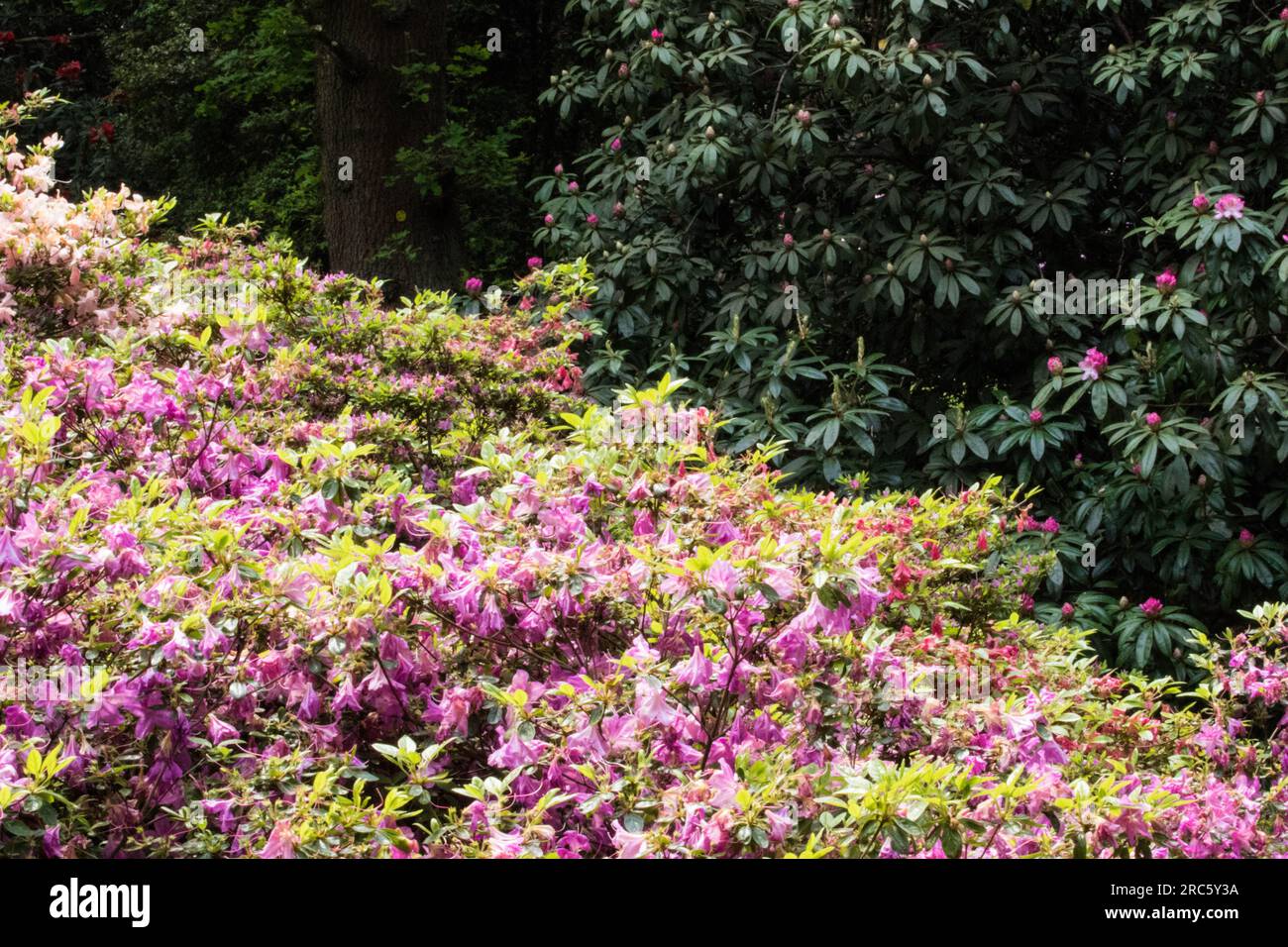 Amazing view footage of the flowers taken in Isabella Park Stock Photo ...