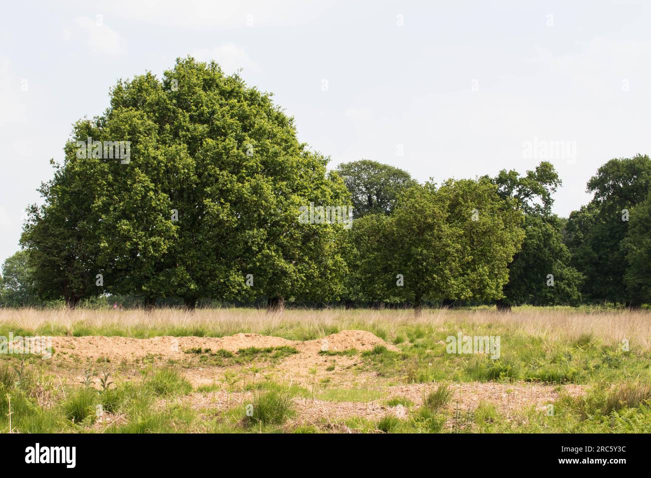 Beautiful view footage of the landscape taken in London Parks Stock ...